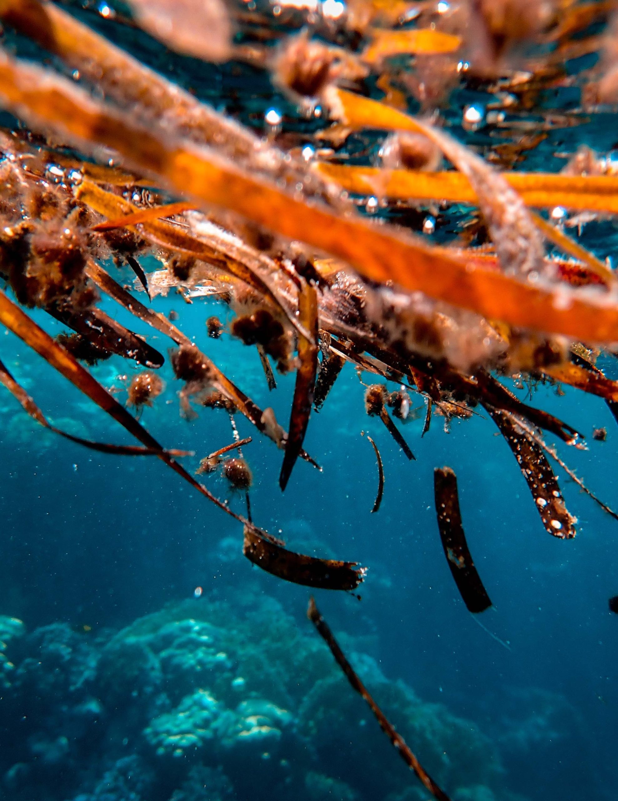 How to make algae a dietary staple - Future of Food institute